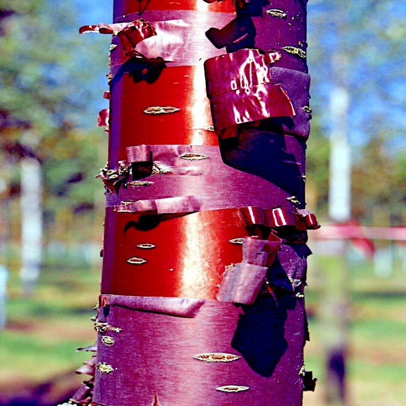PS 10 Tibetan Paper Birchbark Cherry Tree Seeds Prunus Serrula Shiny ...