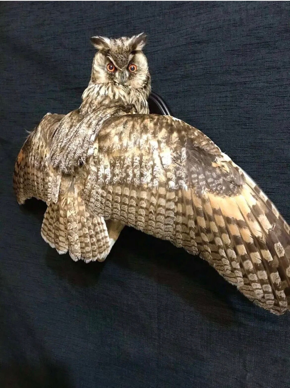 Taxidermy Mounts Long Ear OWL Real Bird Mount Stuffed owl flight ...