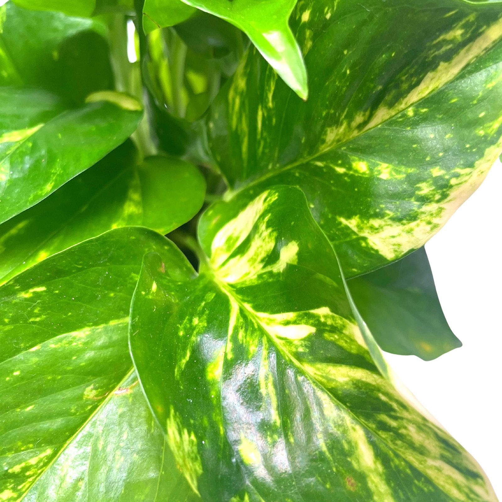 Golden Pothos, Variegated 6 inch Pothos, Very Full, Epipremnum aureum ...