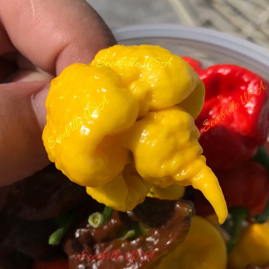 10 Yellow Carolina Reaper Pepper Worlds Hottest Capsicum Chinense Hot ...