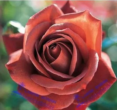50 seeds UNIQUE Louis Xiv Rose seeds Perennials - Seeds & Bulbs