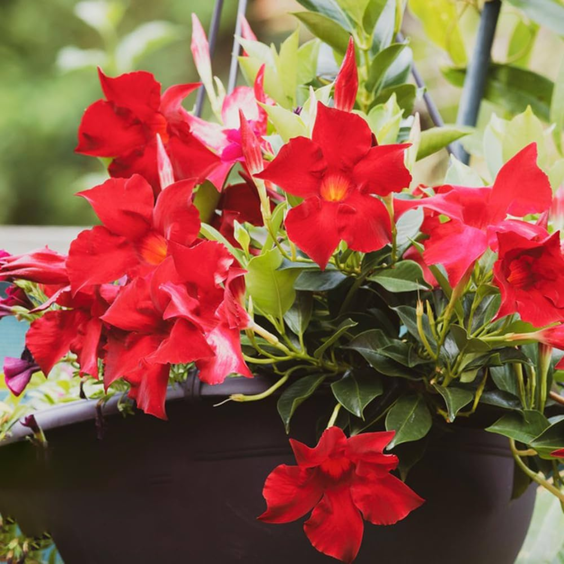 Mandevilla Sanderi Red Flowers - 100 Seeds - Plants & Seedlings