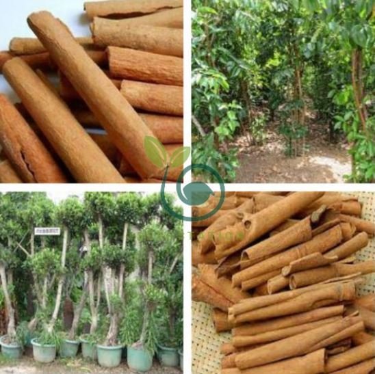 Cinnamon Seeds Evergreen Tree 20 Seeds - Home & Garden