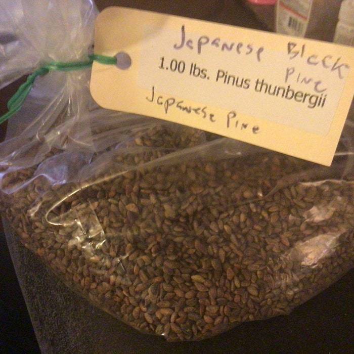 Thunberg Pine Tree Seeds Pinus Thunbergii Japanese Black Pine New Fresh ...