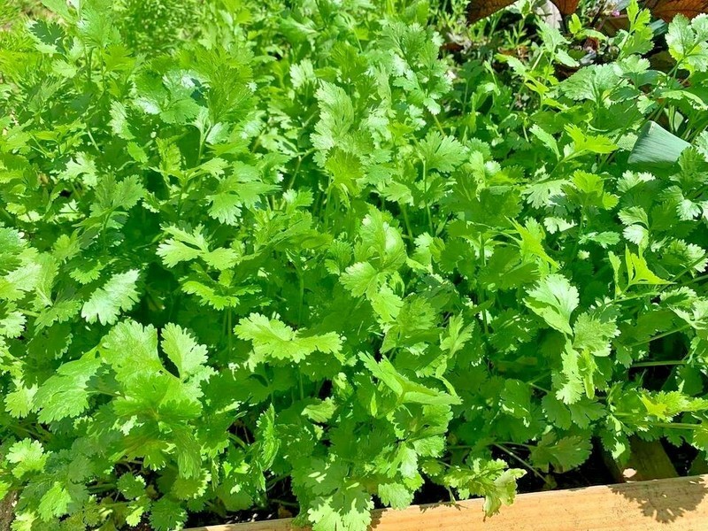 KKG Cilantro Slow Bolt Organic Heirllom Fresh Garden - Seeds & Bulbs