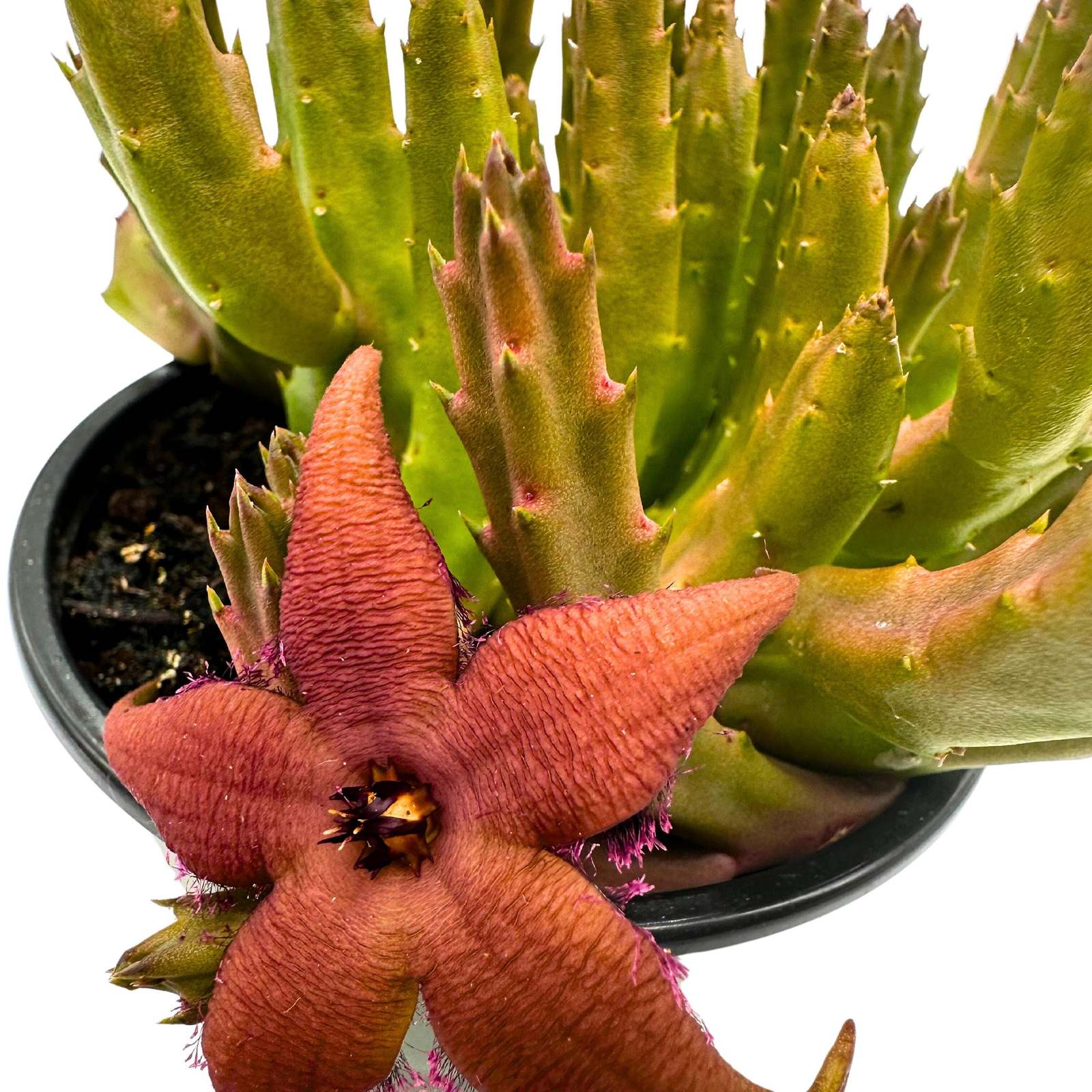 Stapelia Schinzii, 4 inch Rare Huernia, Stapeliad Orbea Unique ...