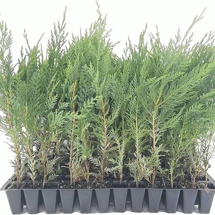 30 Murray Cypress Tree Live Plants Upright Evergreen Privacy Screen ...