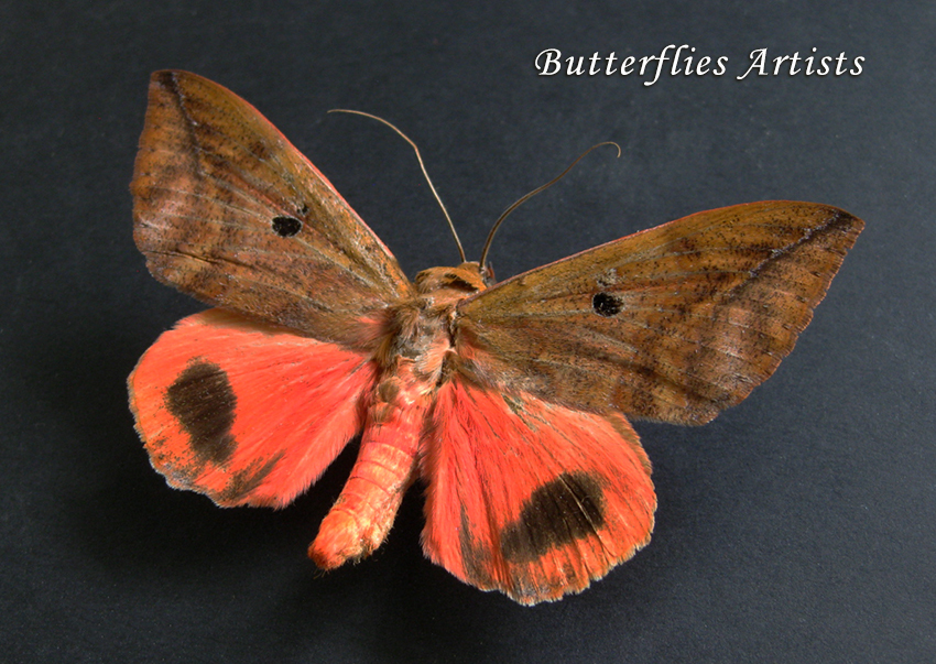Pale Red Hindwings Thyas Honesta RARE Sucking Moth Framed Entomology ...