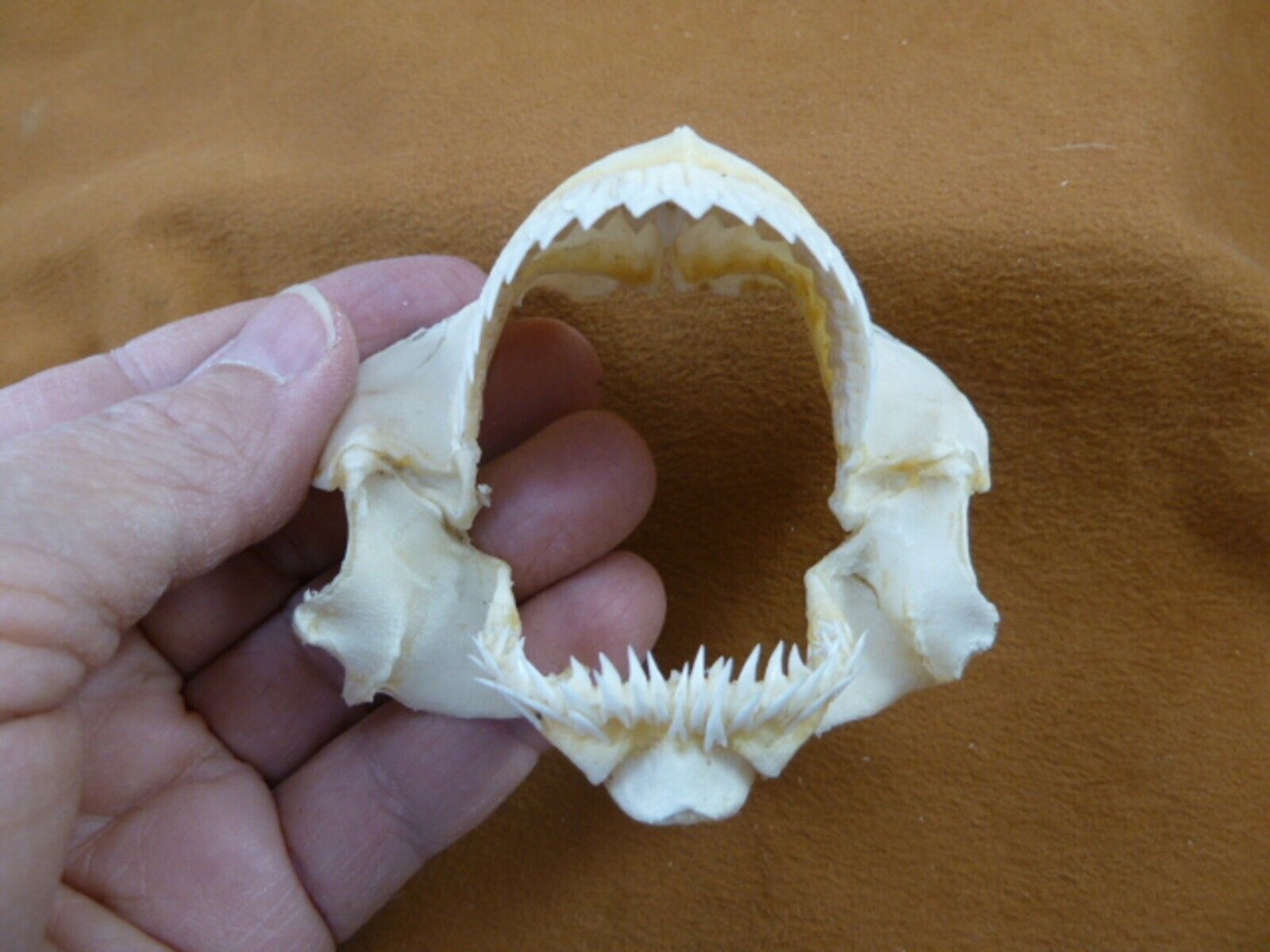SJ220-138 Rare 3" KITEFIN SHARK jaw jaws t**th Dalatias licha dogfish ...