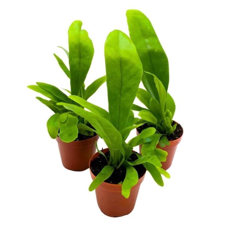 2 inch Bird's Nest Fern Set of 3 Asplenium Nidus Tiny Mini Pixie Plants ...
