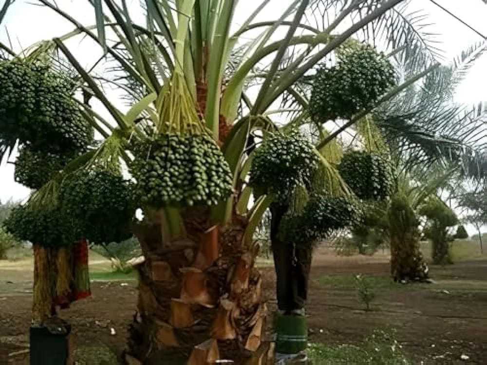 Most Expensive Dates Plant (Original Dwarf Variety) Fruit Live Plant 1 ...