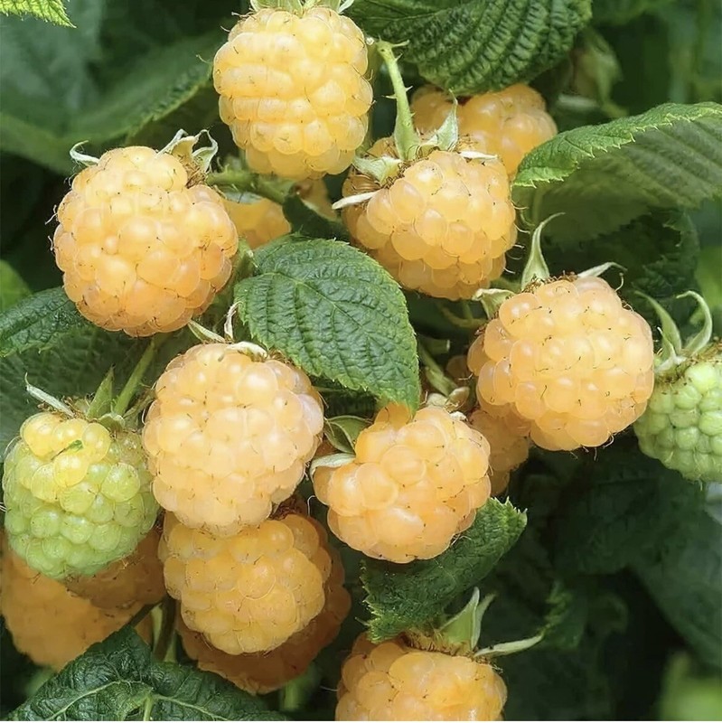 LWK 100 Golden Raspberry Seeds Berry Vine Fruit Homegrown Edible Yellow ...