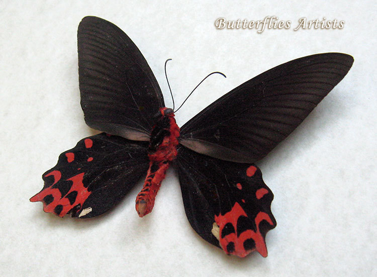 Atrophaneura Semperi Real Vampire Butterfly Entomology Collectible ...