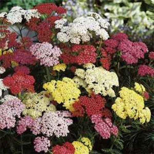 50 Seeds Yarrow Pastel Mix - Seeds & Bulbs