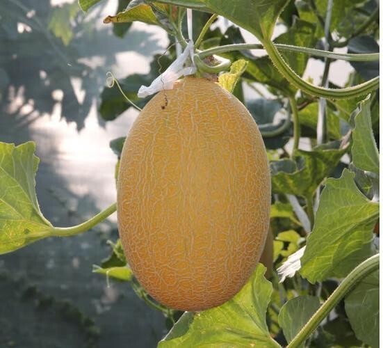 KKG 10 Golden Hami Melon Seeds Organic Seeds Easy Grow - Seeds & Bulbs