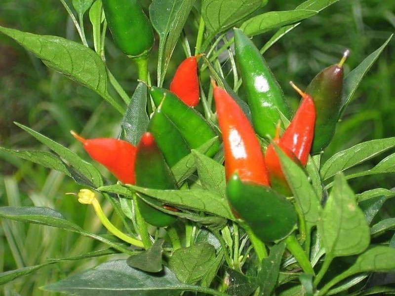 Mirasol Chile Pepper New Mexico Numex Peruvian Cuisine Heirloom Seeds ...