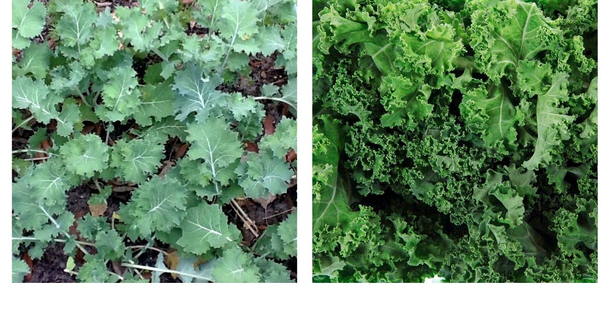 Kale Seeds - Dwarf Siberian Kale Seeds - Gardening - Seeds & Bulbs
