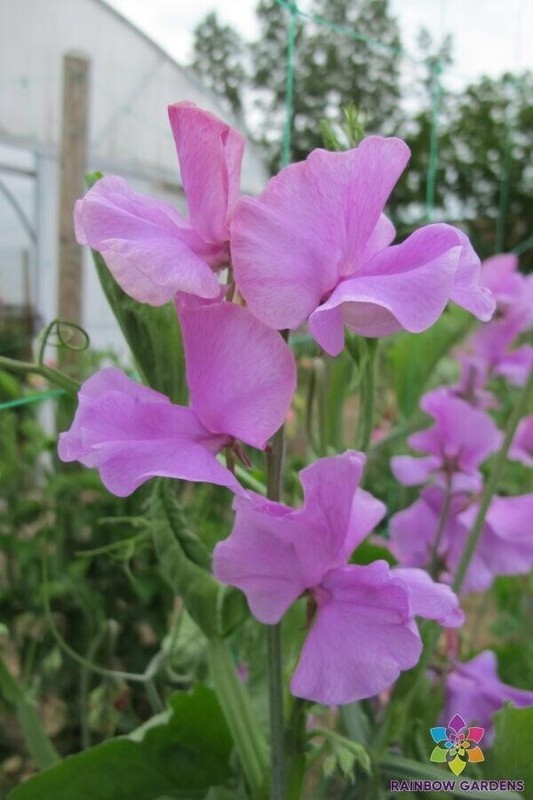 KKG 50 Marion Sweet Pea Seeds Easy Grow - Seeds & Bulbs