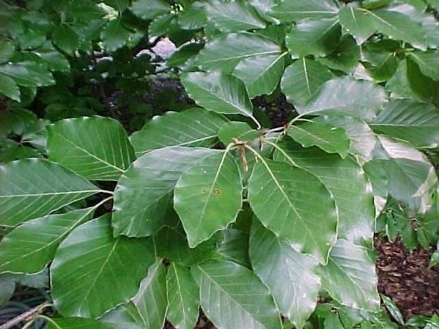 Fagus Sylvatica European Beech Tree 5 Seeds New Fresh US Shipping ...