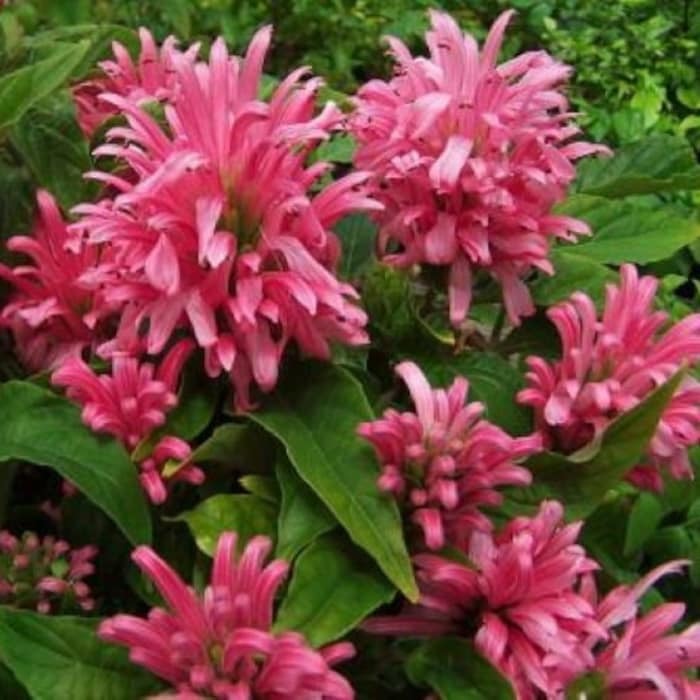Pink Flamingo Justicia Carnea Aka As Brazilian Plume Jacobinia Plant ...