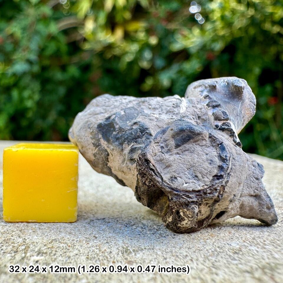 Articulated Fish Vertebra in Phosphatic Nodules - Cretaceous Era ...