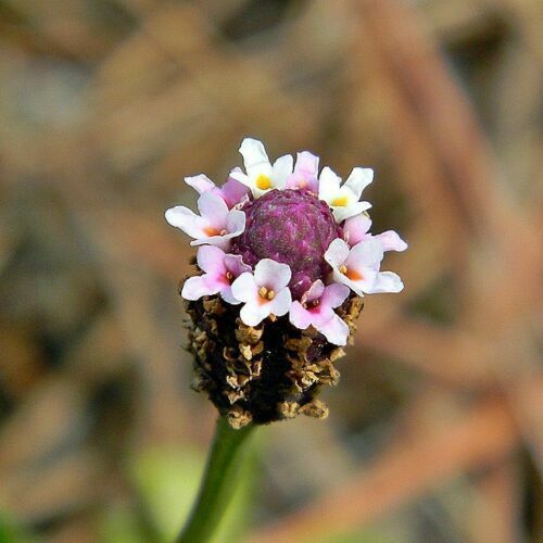 SMX Matchweed A.K.A. Frog-Fruit 300 Seeds Fresh This Season'S Indoor ...