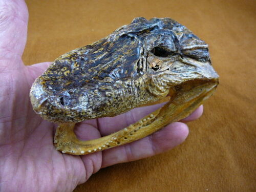 (G-Def-306) 4-1/8" Deformed Gator ALLIGATOR Aligator HEAD teeth ...