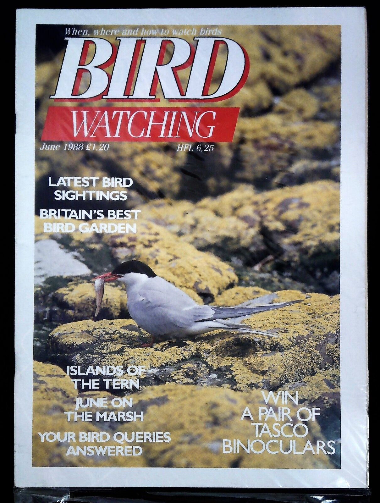 Bird Watching Magazine June 1988 mbox2595 Islands Of The Tern - Magazines
