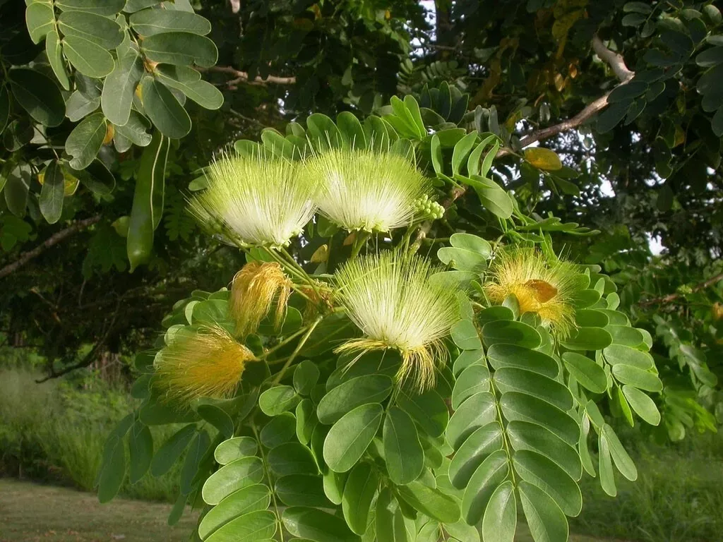 Albizia lebbeck Siris Tree Womans Tongue East Indian Walnut 10 Fresh ...