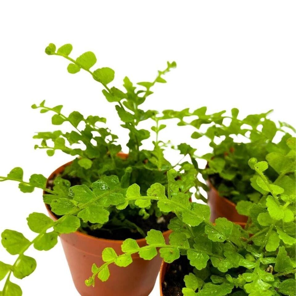 Boston Fern 2 inch Set of 3 Nephrolepis exaltata Bostonfern Tiny Mini ...