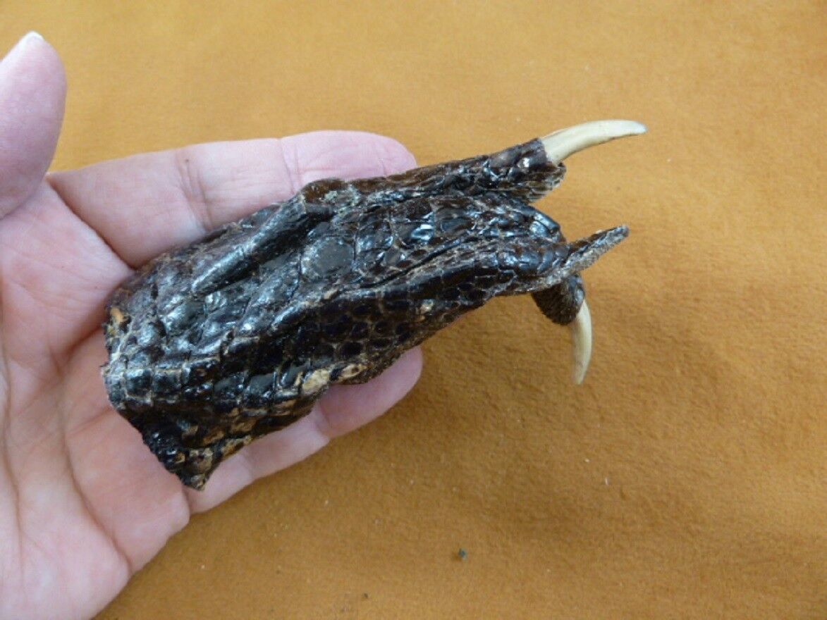 (G630-69) 4" RARE XL Gator FOOT PAW ALLIGATOR TAXIDERMY feet claw weird ...