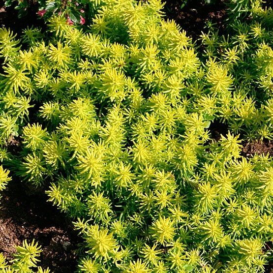 LWSTORE 50 Sedum Reflexum Flower Seeds Container Drought Tolerant ...