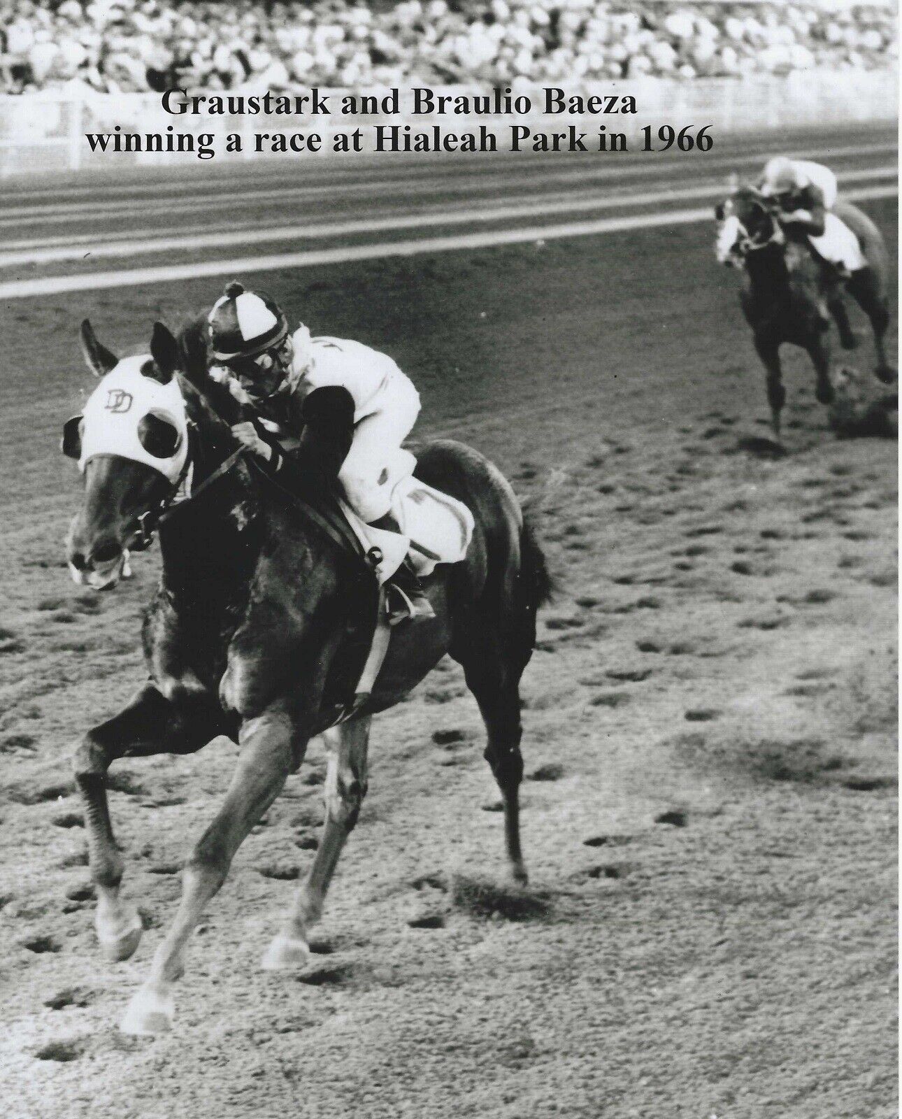 1966 - GRAUSTARK winning a race at Hialeah Park - 8" x 10" - Horse Racing