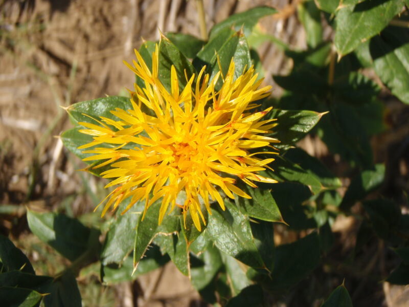 HT 3 000 Carthamus Tinctorius Seeds Safflower Non-Gmo Annual Garden ...