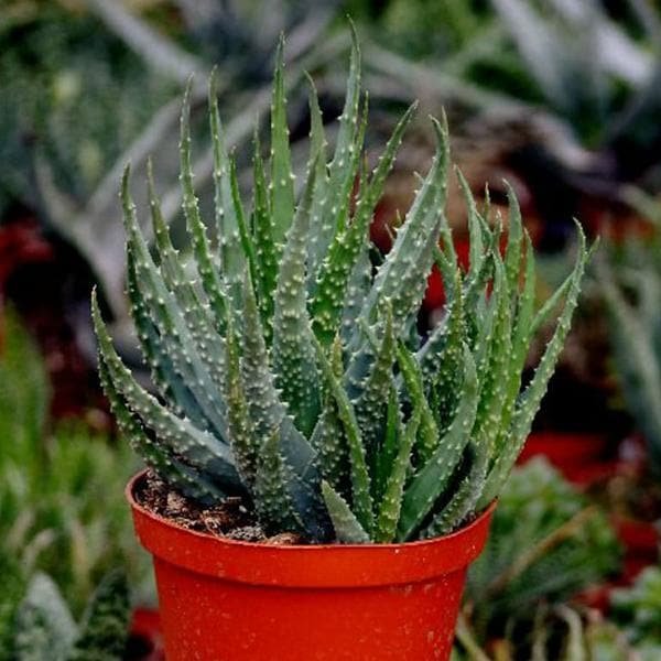 Rainbow Aloe Bonsai Mixed Excellent Succulent Plants Aloe Vera Plants ...