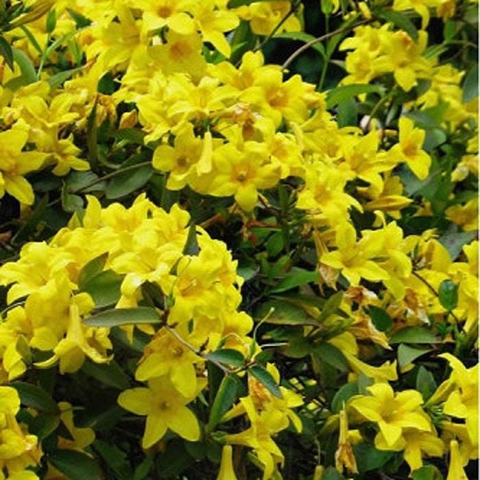 Bignonia Yellow Crossvine Rooted Small and 50 similar items
