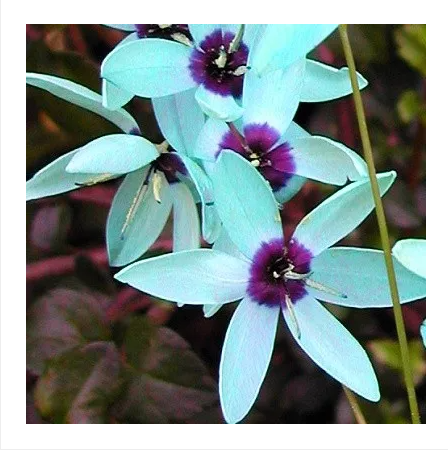 Ixia Viridiflora Imported Seed, blue perennial flowers with black ...