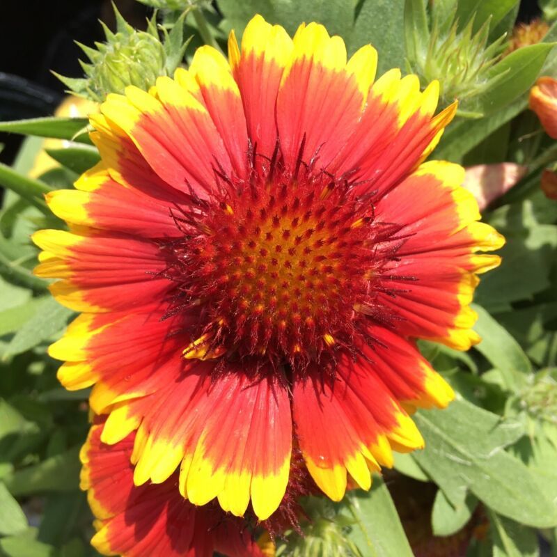 FMG Gaillardia Blanket Flower Seeds 100 Perrenial Fast Grow - Seeds & Bulbs