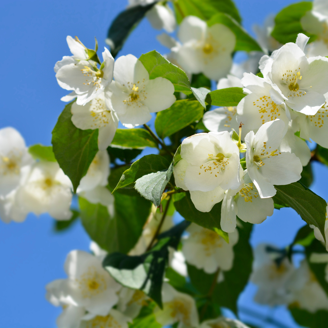 Philadelphus coronarius Mock Orange Flower - 20 Seeds - Plants & Seedlings