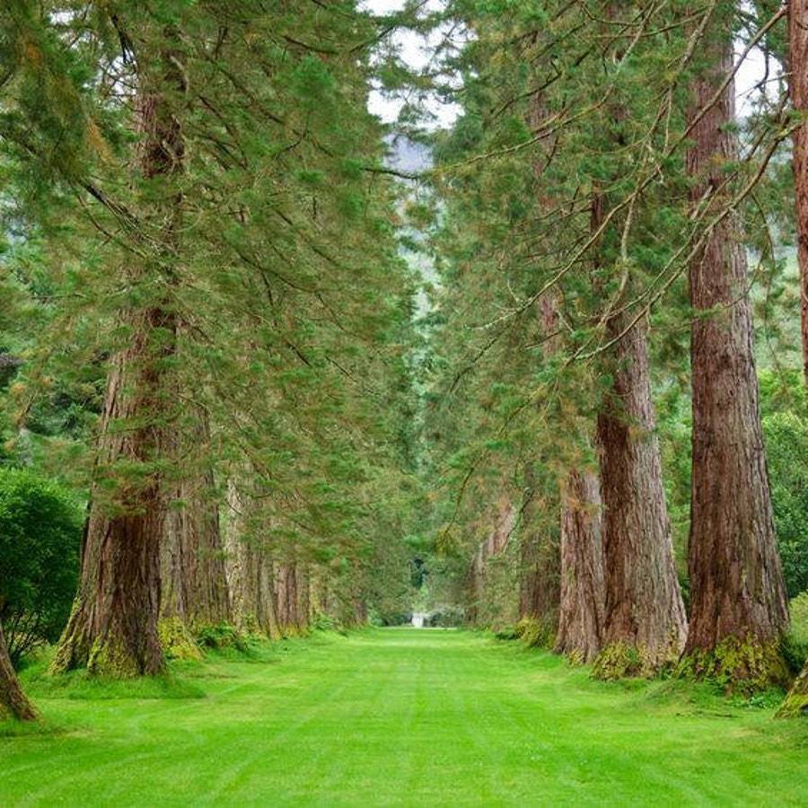 Tree Seeds Giant Sequoia 10 Seeds Sequoiadendron Giganteum Ancient ...