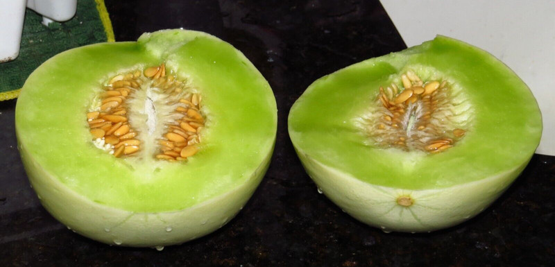 MX 30 Honeydew Melon Seeds Annual Vine Large Edible Sweet Fruit Bulk ...
