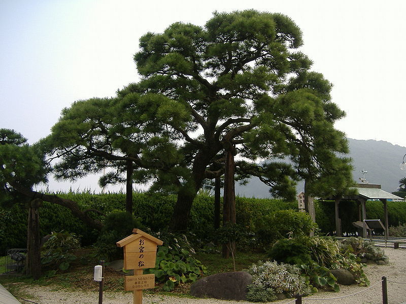 BRN Japanese Black Pine Pinus Thunbergiana Tree Seeds Bonsai Hardy ...