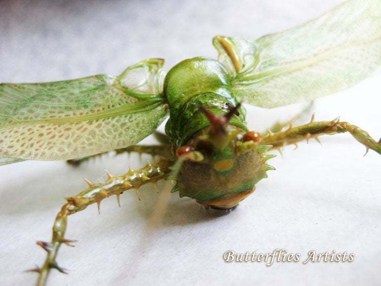 Rarity Spiny Devil Katydid Panacanthus Cuspidatus Framed Entomology ...