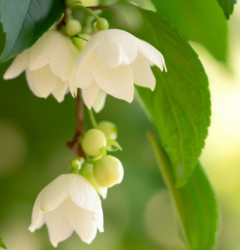 PSA Styrax Japonica Japanese Snowbell Tree Seeds Fragrant Bell Shaped ...