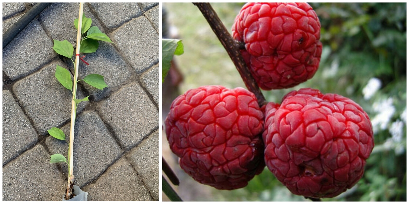 1-2 ft. Che Seedless plant, Chinese Mulberry 1 year old, grafted ...