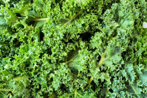 THJAR Dwarf Kale Seeds To Plant | 100+ Seeds | Dwarf Blue Kale Seeds ...