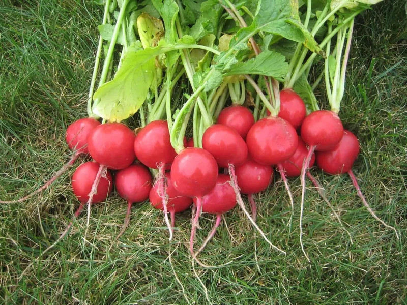 SYR 100 Champion Radish Seeds Heirloom Organic Non Gmo Fast Growing ...