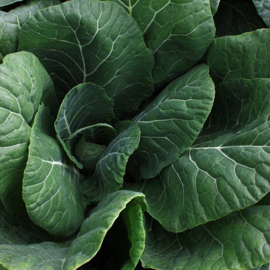 Vates Collard 25 Seeds Fresh Gardening - Plants, Seeds & Bulbs