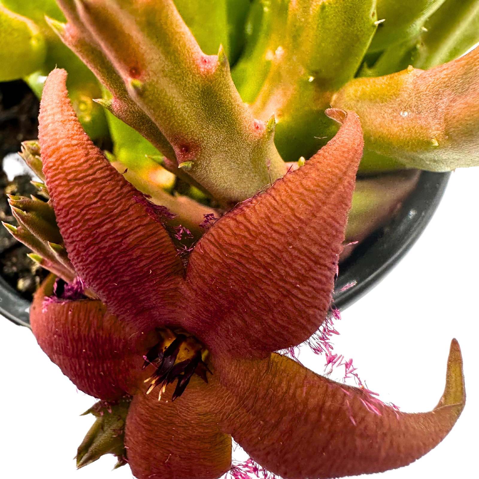 Stapelia Schinzii, 4 inch Rare Huernia, Stapeliad Orbea Unique ...