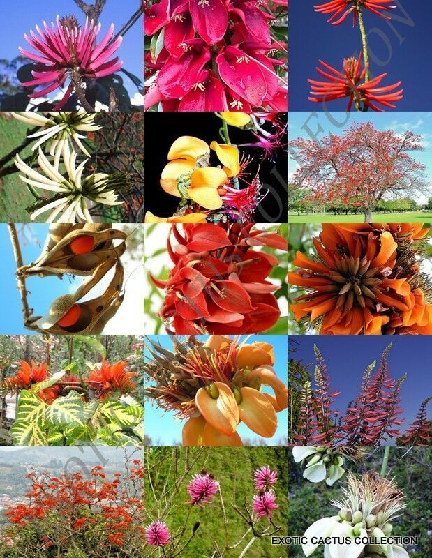 ERYTHRINA MIX, rare flower amazon CORAL TREE tropical plant shrub SEED ...